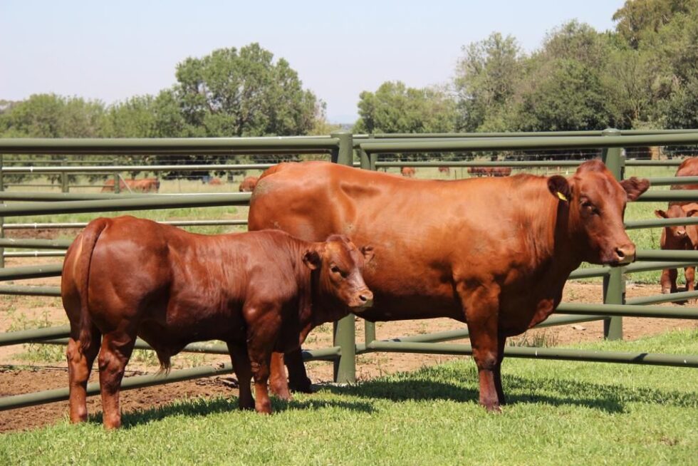 Appearance & Varieties - Bhamjees Bonsmara